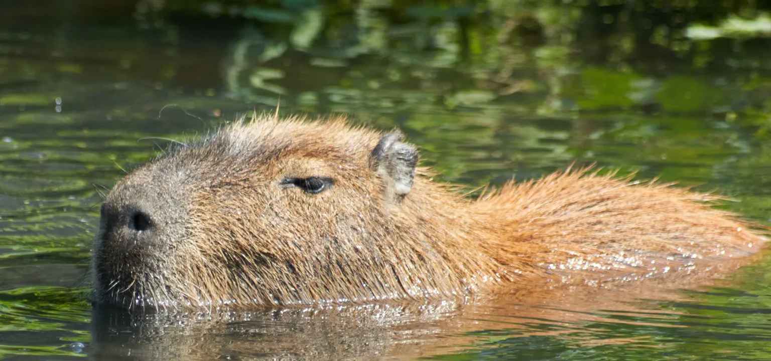 Capybara - "bộ trưởng bộ ngoại giao" trong thế giới động vật