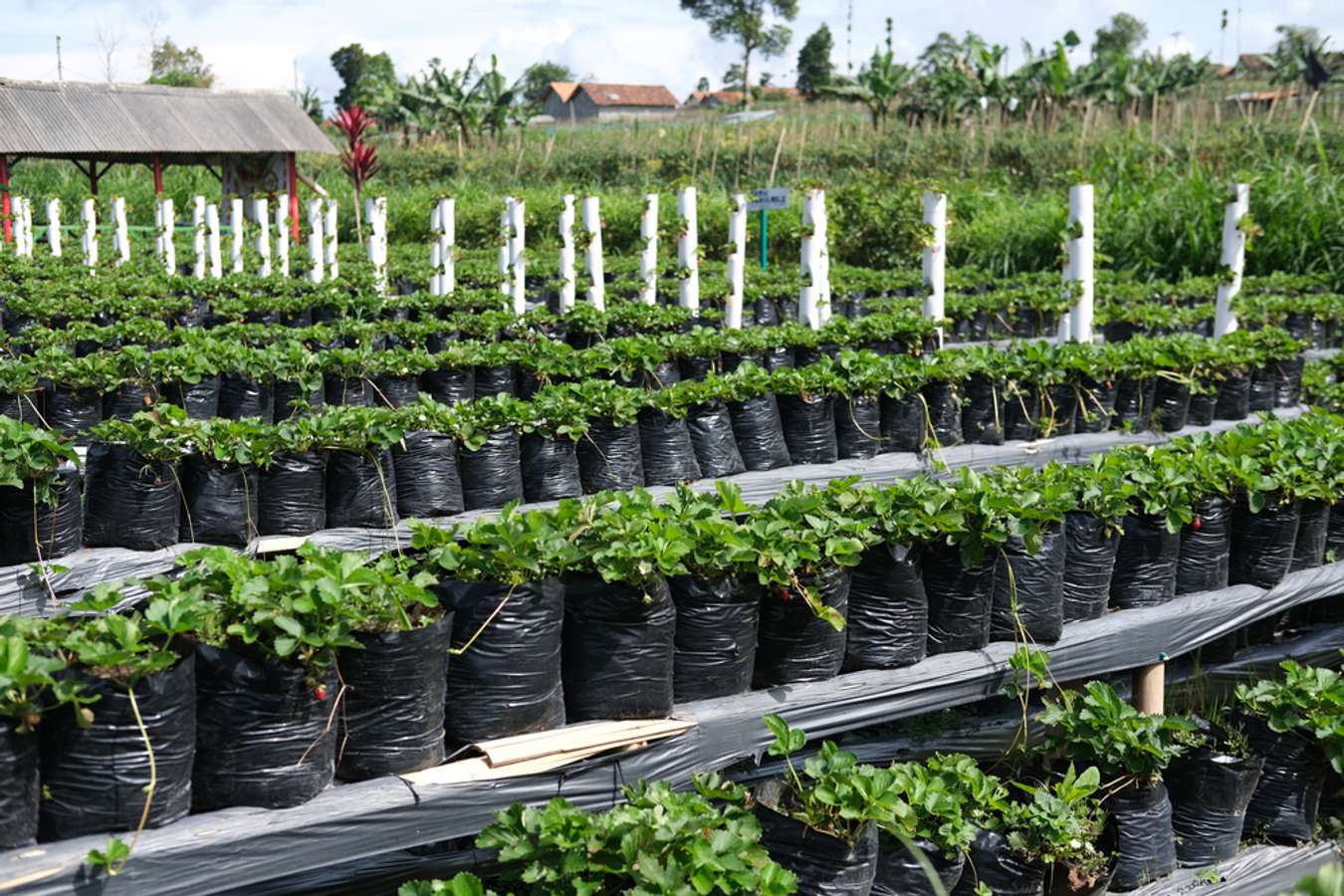 Menjelajah Kebun Strawberry Ketep Pass: Lokasi, Daya Tarik, Jam Buka