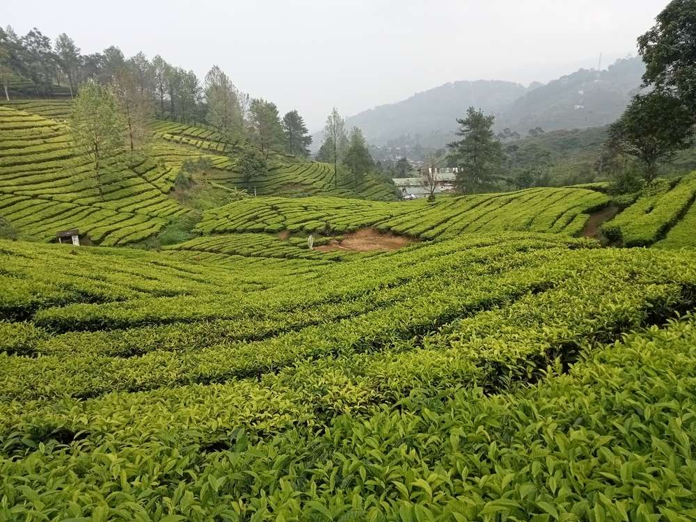 10 Villa dekat Gunung Mas yang Pas untuk Liburan Keluarga