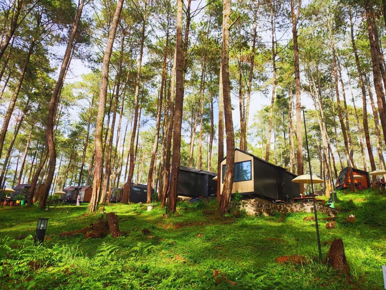 10 Wisata Hutan Pinus Bandung untuk Liburan yang Menyenangkan