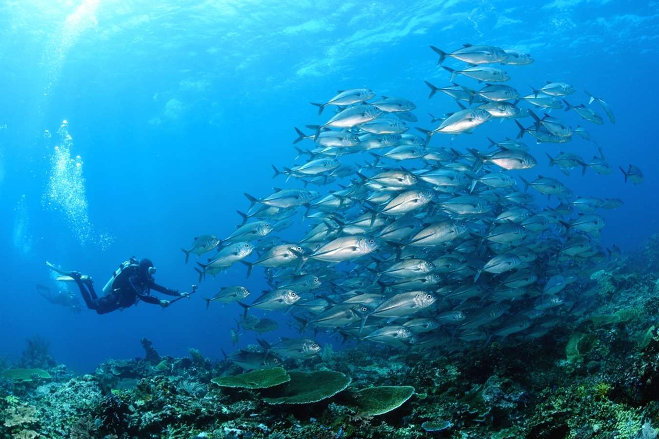 10 Rekomendasi Spot Diving Terbaik di Indonesia