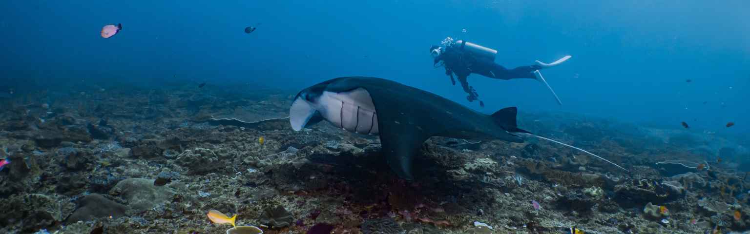 10 Rekomendasi Spot Diving Terbaik di Indonesia