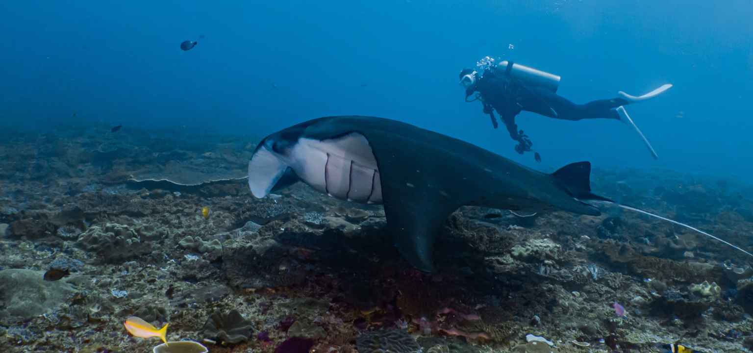10 Rekomendasi Spot Diving Terbaik di Indonesia