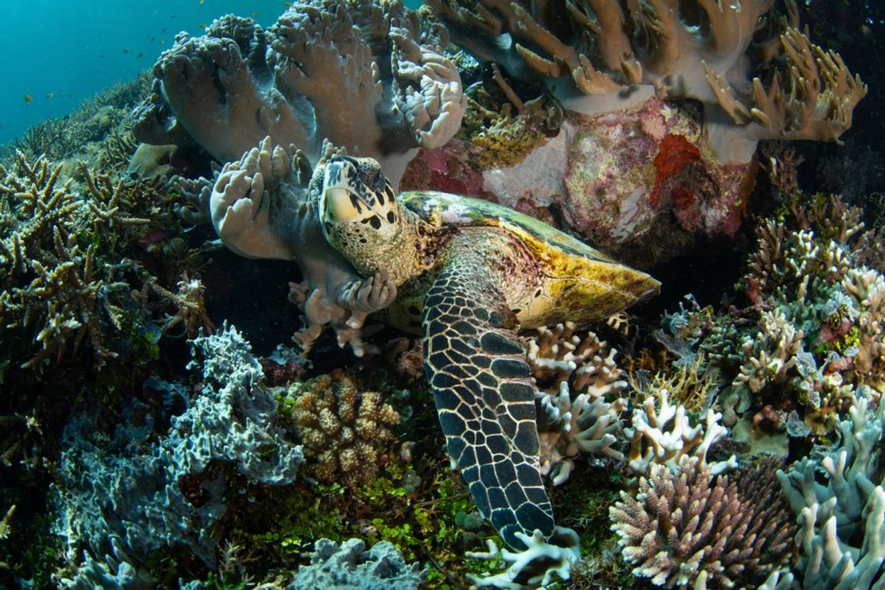 10 Rekomendasi Spot Diving Terbaik di Indonesia