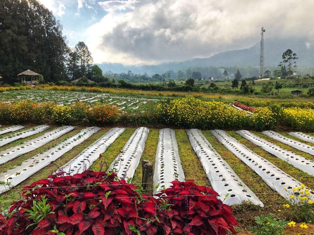 10 Wisata Kebun Strawberry Berastagi dan Sekitarnya, Anti Rugi!