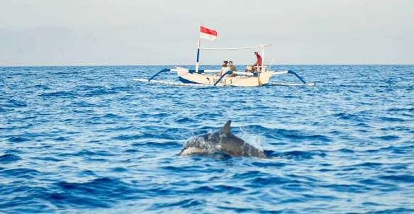 Bali Dolphins 4 Days BALI Dolphin Watching + Sunrise At Lovina