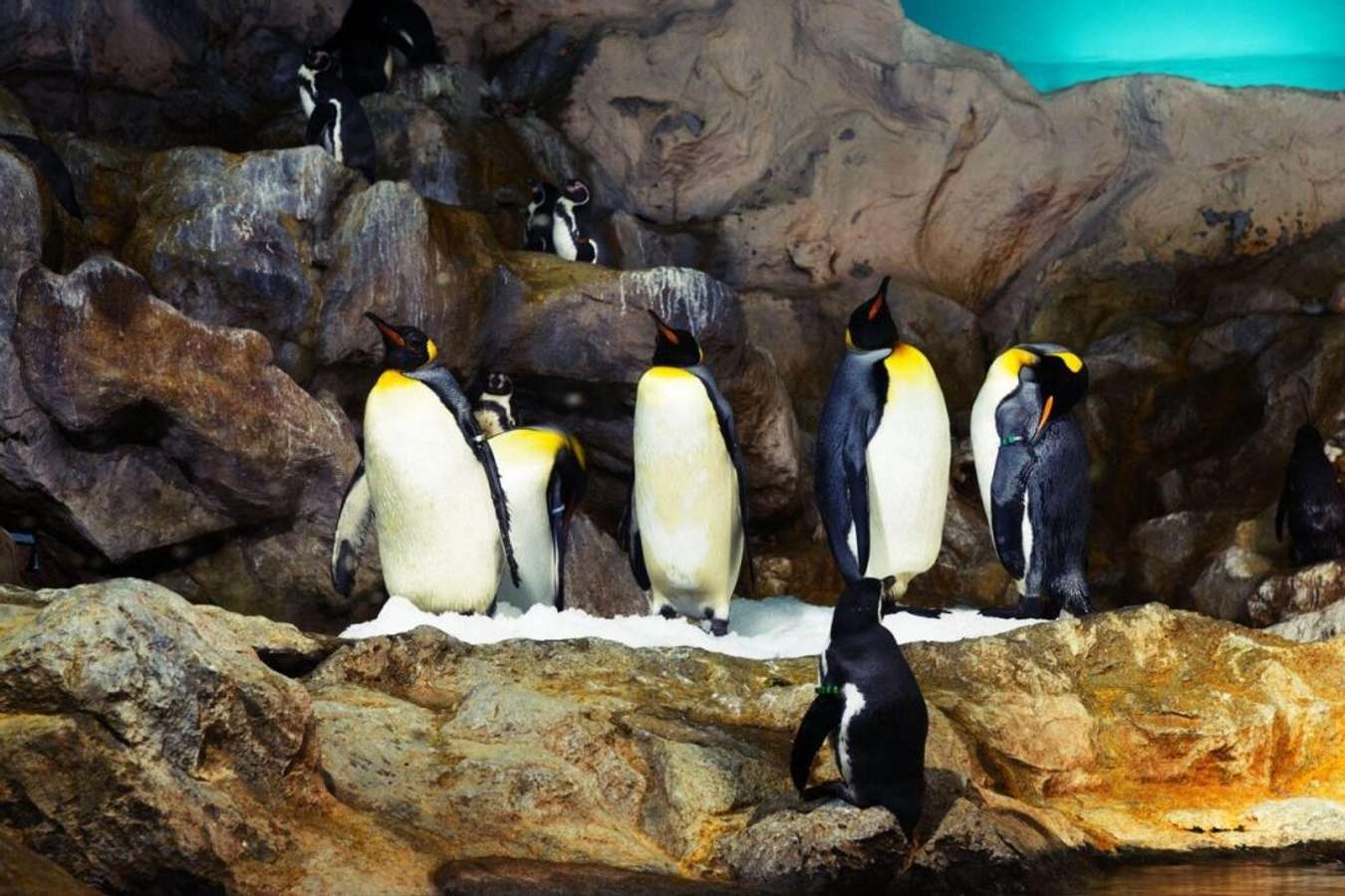 4 “tọa độ" ngắm chim cánh cụt trên thế giới, bạn đã biết?