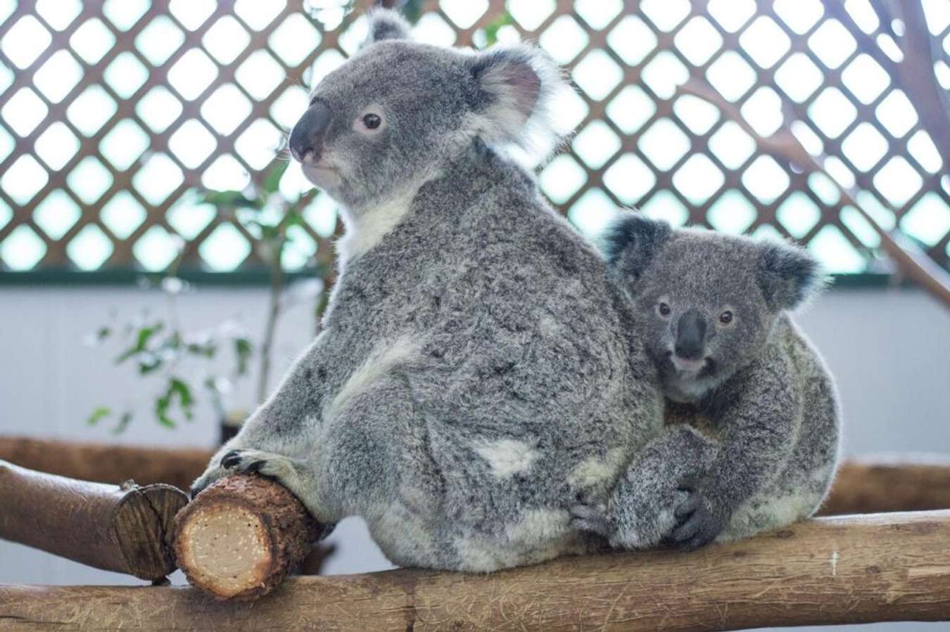Gấu Koala: Đặc điểm, tập tính và nơi bảo tồn tại Úc