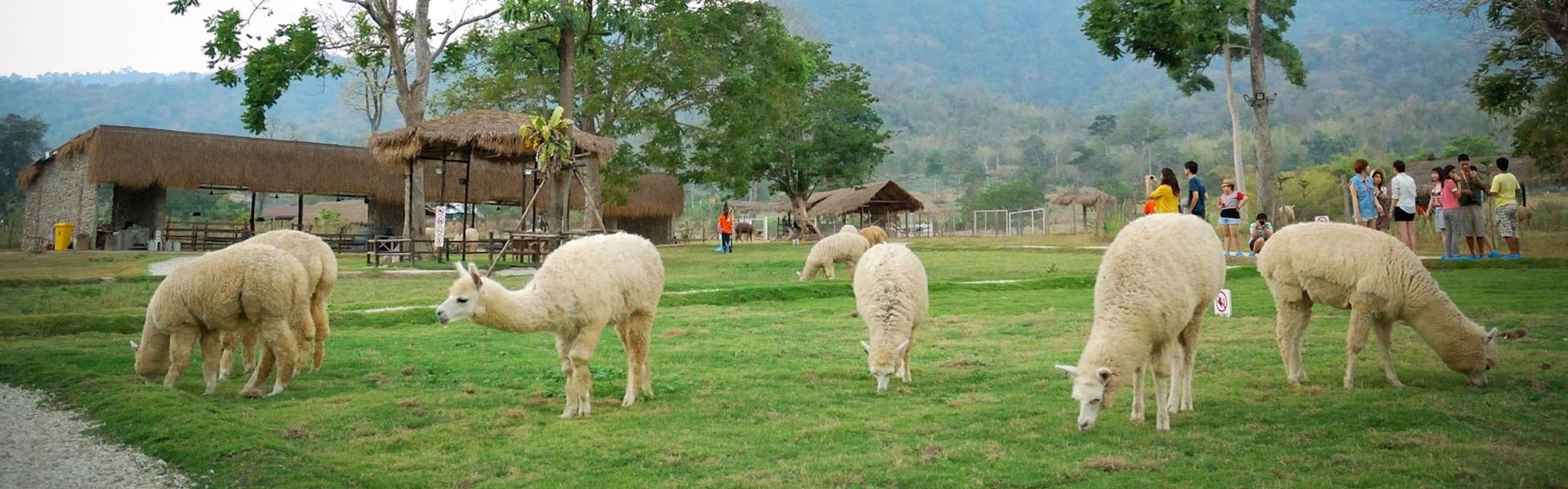 Lạc đà Alpaca: Đặc điểm, tập tính và nơi bảo tồn