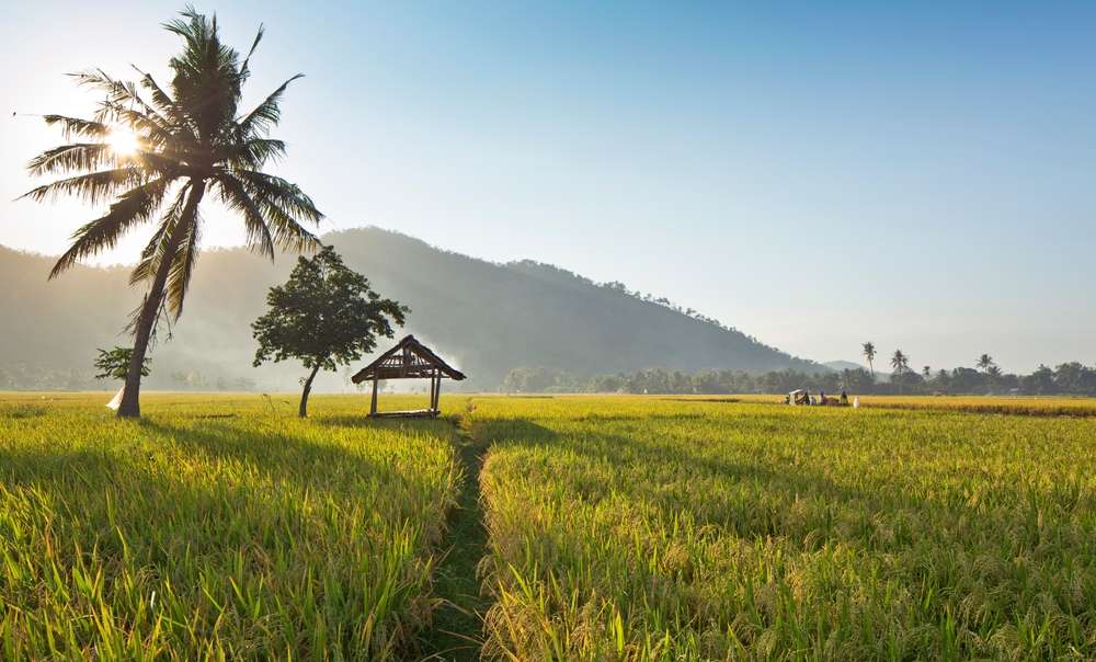 9 Wisata Sawah di Bali, Tempat Bersantai Sambil Healing!