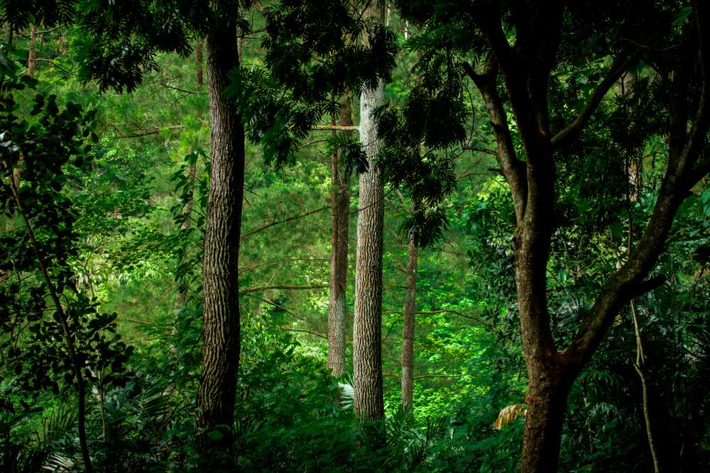 Hutan Menyala Bandung, Wisata Malam Hari Ala Negeri Dongeng