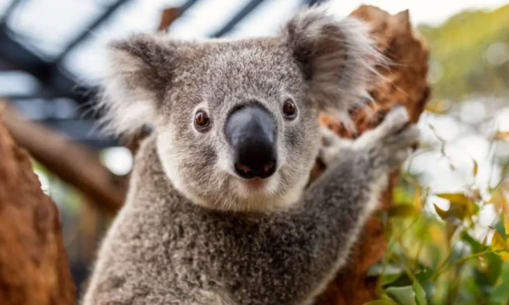 Vườn thú Taronga Zoo Sydney có gì hấp dẫn?