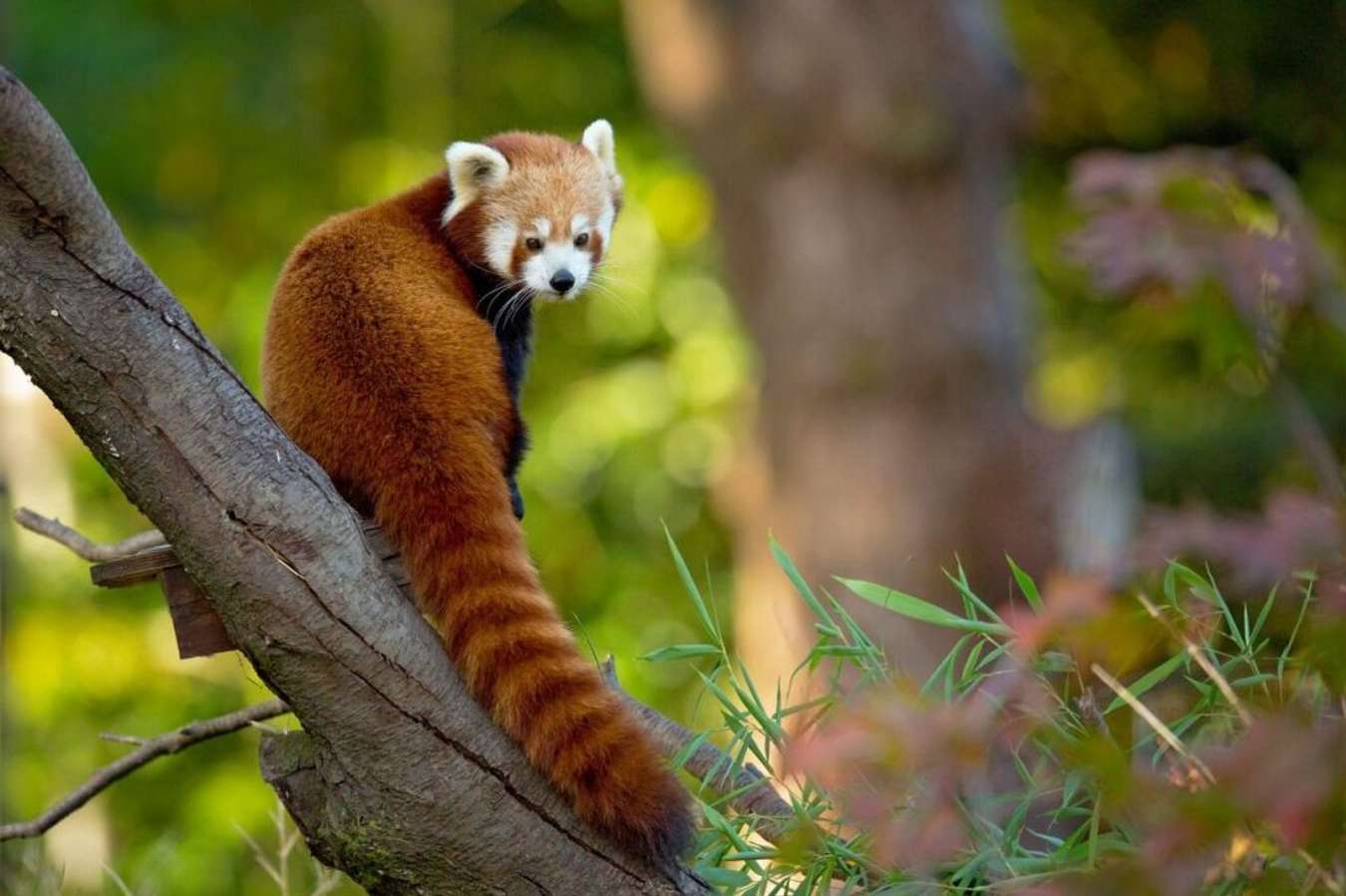 Gấu trúc đỏ: Đặc điểm, tập tính và địa điểm check-in