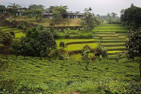 8 Villa dengan View Kebun Teh di Bandung, Bikin Adem!