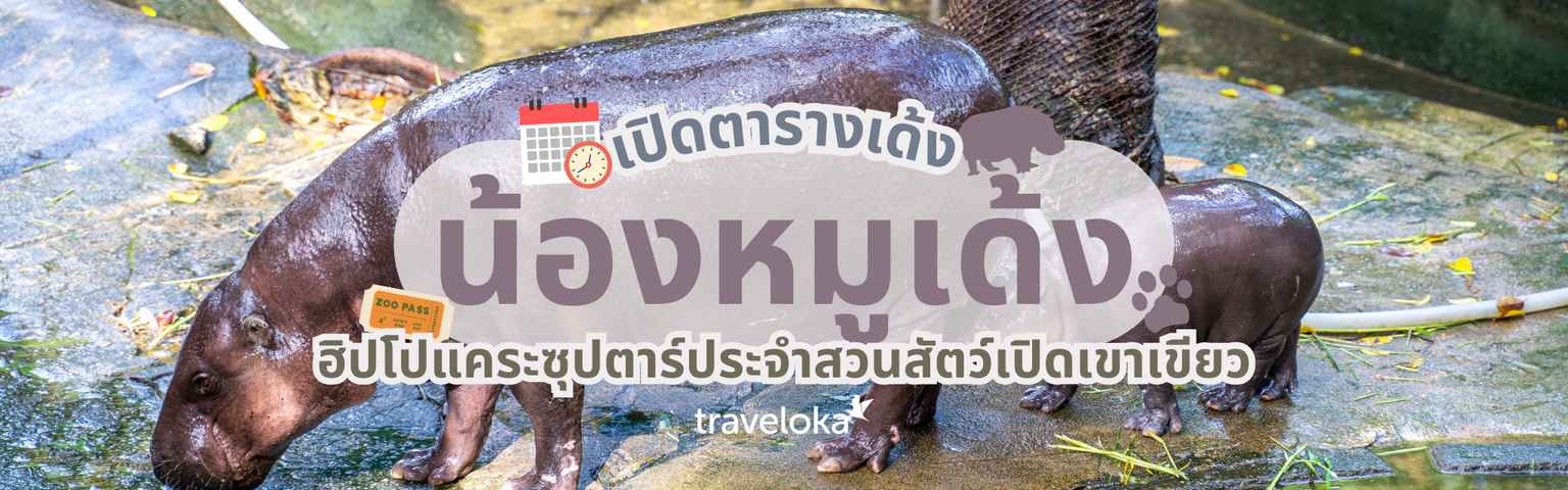 Meet Moo Deng, Thailand’s Favorite Pygmy Hippo at Khao Kheow Open Zoo!