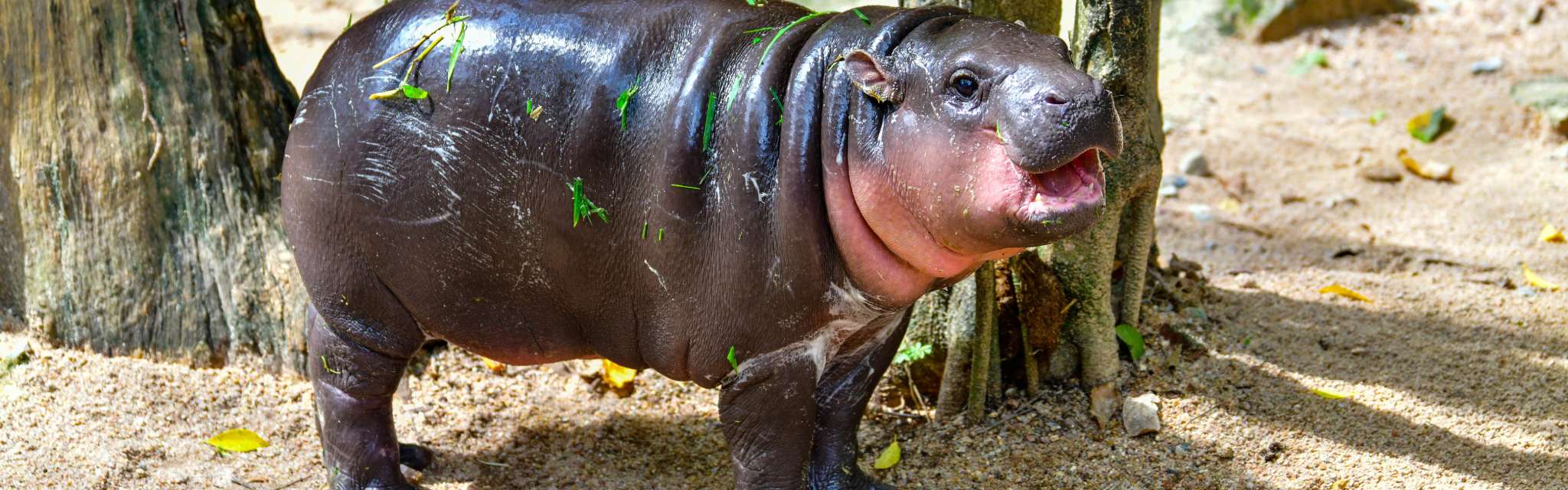 Moo Deng: Fakta Menarik & Tempat Melihatnya di Khao Kheow Open Zoo