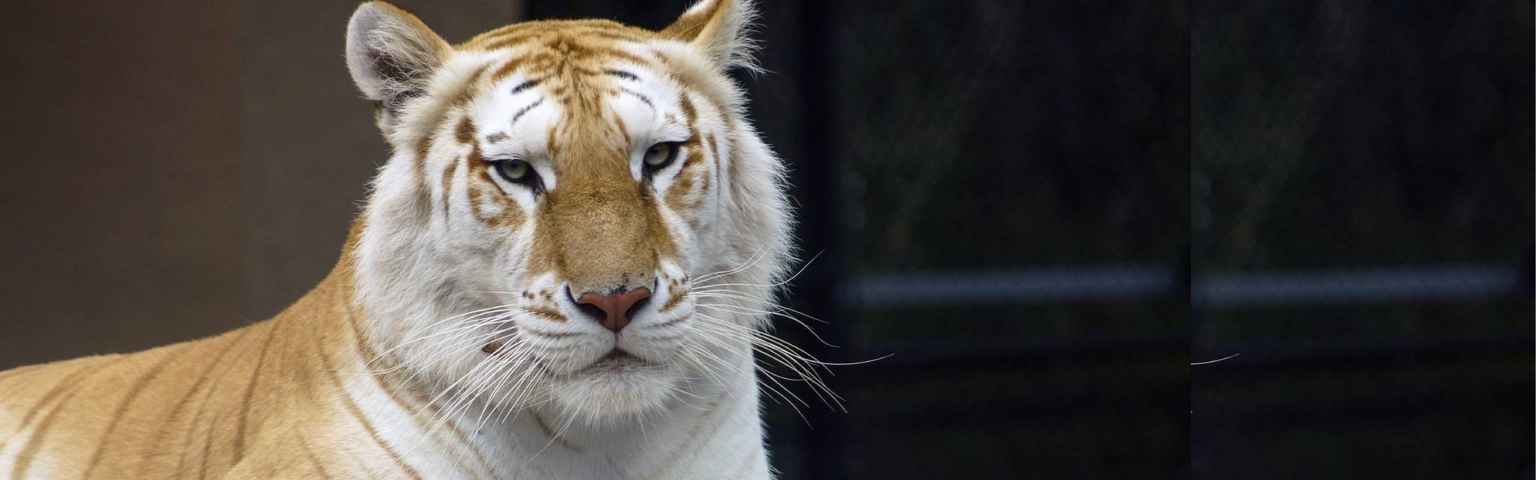 Everything You Need to Know About Ava and Luna: Thailand’s Viral Golden ...