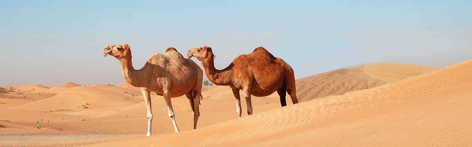 Travel Advisory: Complete Guide to Traveling to United Arab Emirates