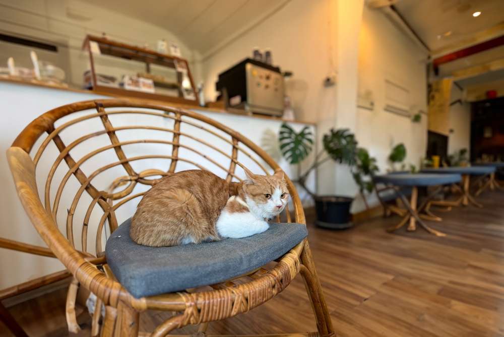 Panduan Rute 6V Transjakarta Ragunan - Gelora Bung Karno