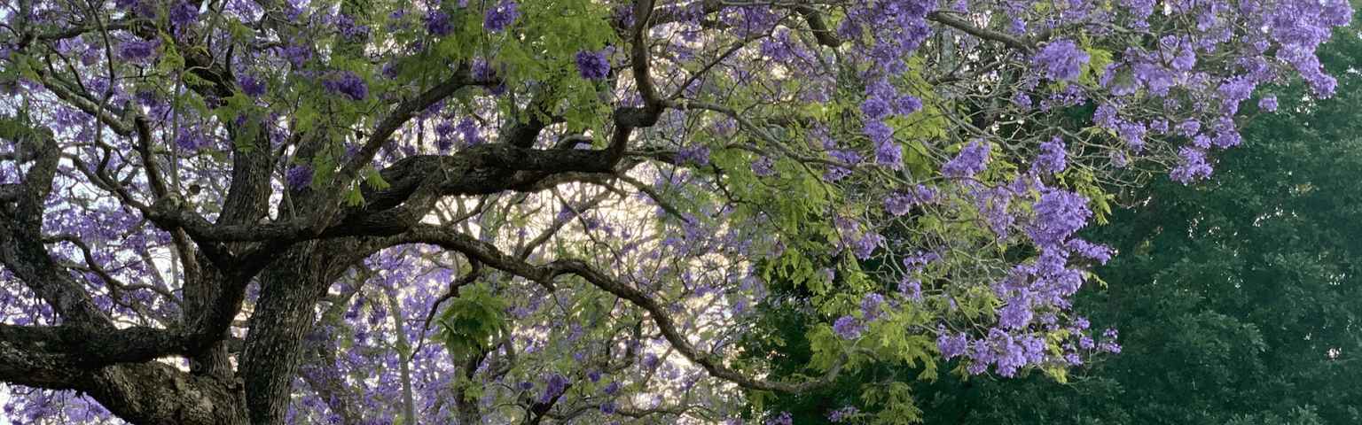 Mengenal 10 Bunga Paling Wangi di Dunia dan Lokasi Terbaik untuk ...