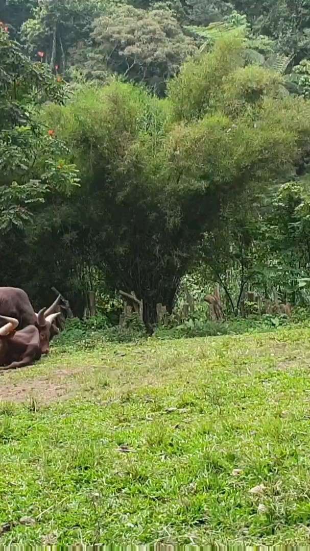 Tiket Tur Taman Safari Bogor - Harga Mulai Rp 583.340