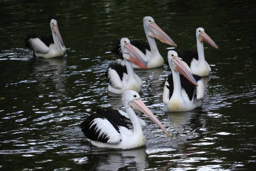 Tiket Masuk Taman Safari Prigen Terbaru & Panduan Wisata