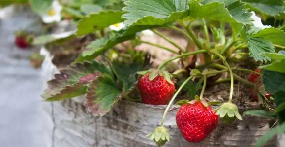 Rute Koridor 9 Transjakarta: Penghubung Utara dan Timur Jakarta