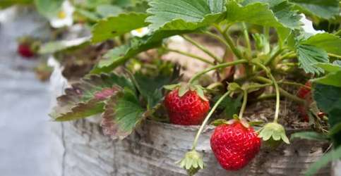 Unicorn Indorent Bus Sleeper: Rute, Fasilitas & Harga Tiket