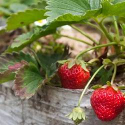 Unicorn Indorent Bus Sleeper: Rute, Fasilitas & Harga Tiket