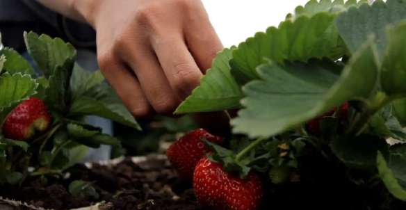 Rute TransJakarta D21, Info Halte & Jadwal