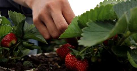 Harga Tiket Bus Narendra Double Decker, Rute & Fasilitas