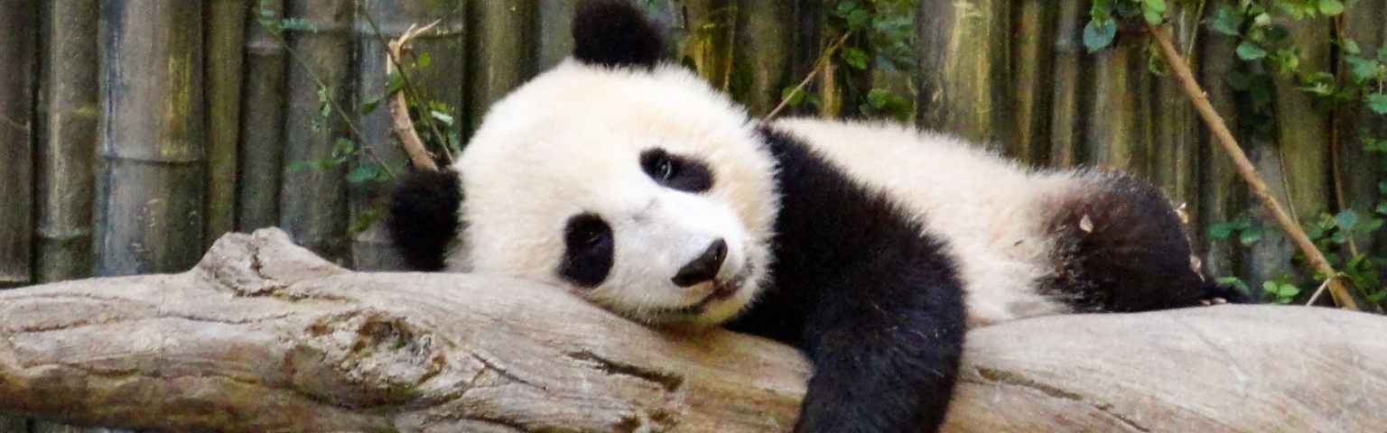 Chengdu Weather by Month & Temperature | Best Time to Visit 2026