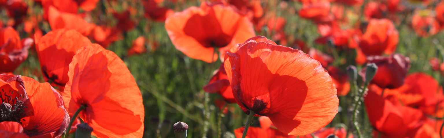 Everything you need to know about ANZAC Day