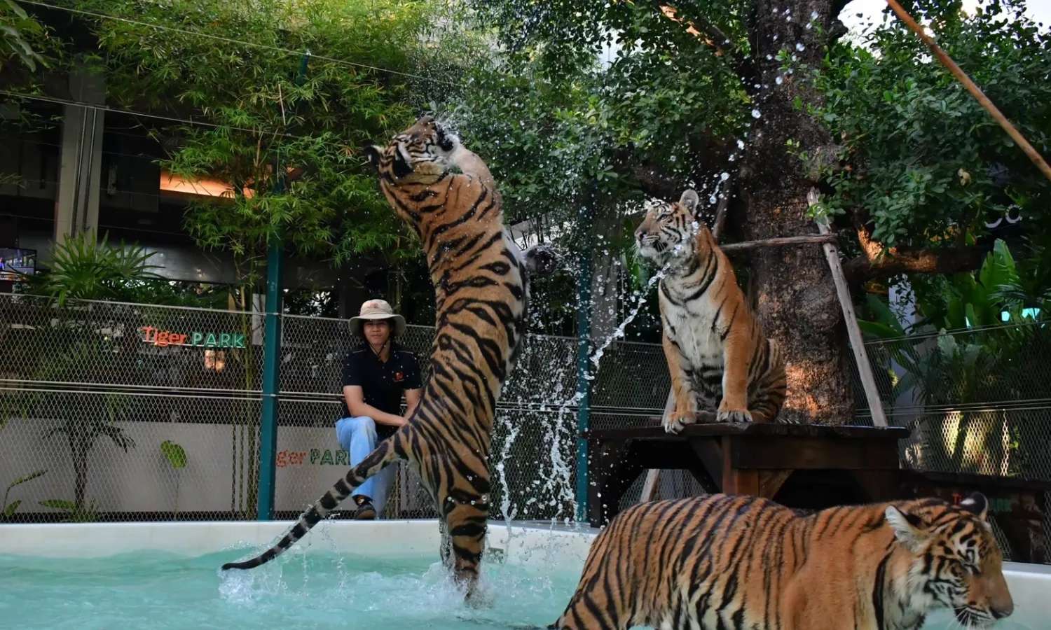 Vé Công viên Tiger Park Pattaya 2025 - Traveloka