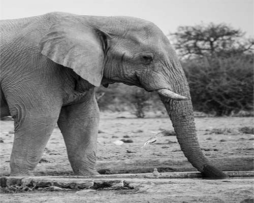 Uttara Ashada Nakshatra - Blog Feelastro