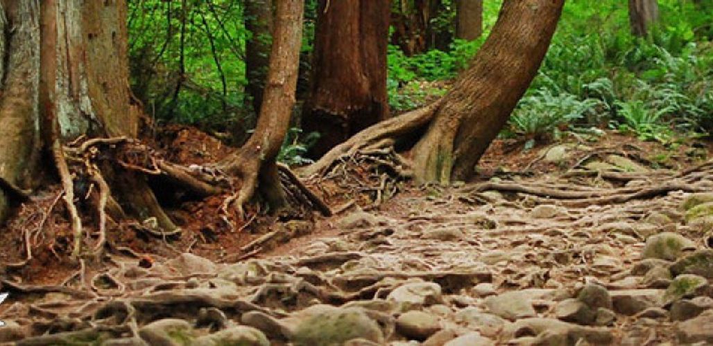 2024 Knee Knackering North Shore Trail Run Results (30 Miles)