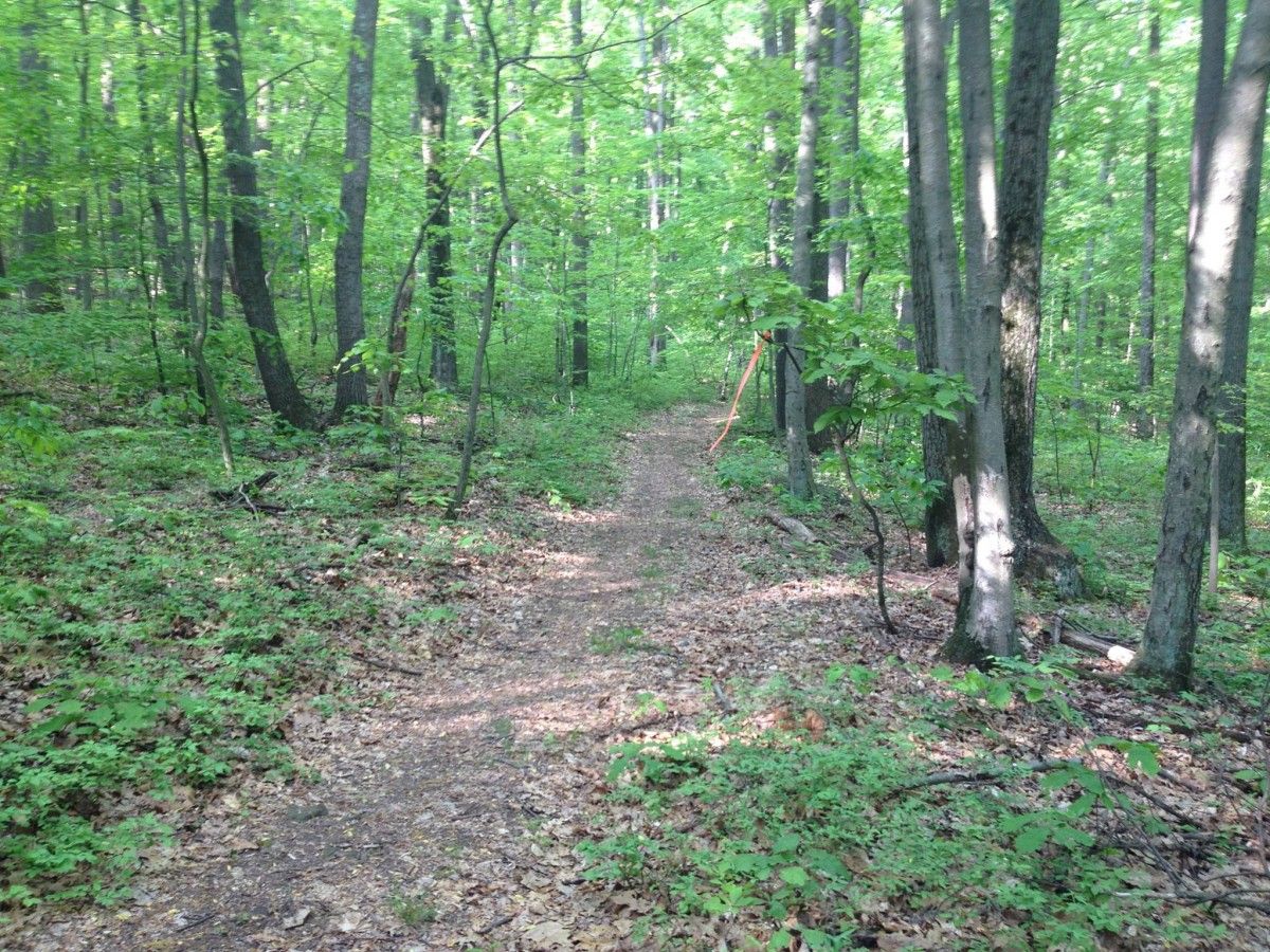 Coventry Woods Trail Running Festival - Pottstown , PA 06/16/24