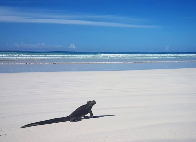 A Local Expert's Guide to Tortuga Bay (Galapagos Islands Beach)