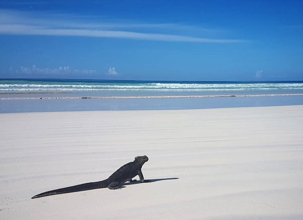 A Local Expert's Guide to Tortuga Bay (Galapagos Islands Beach)