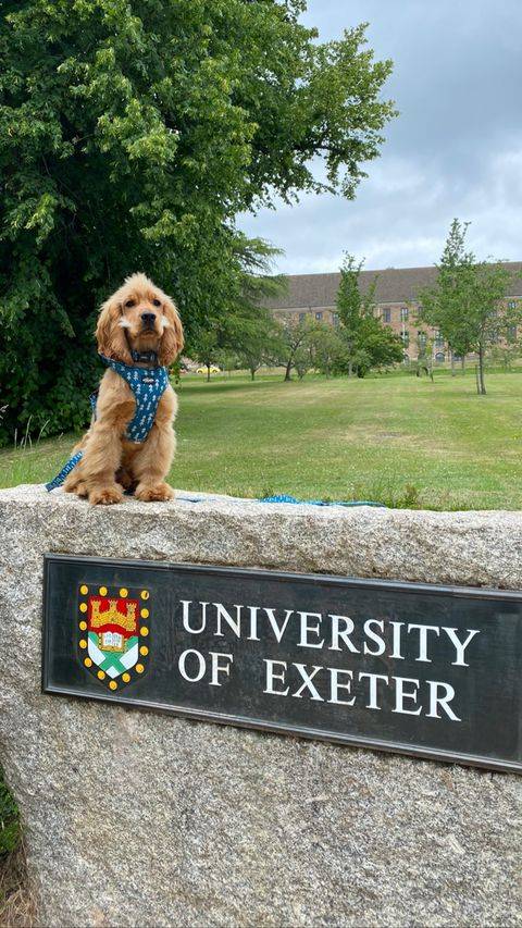 University of Exeter : Admission, Ranking, Acceptance Rate, Courses & Fees