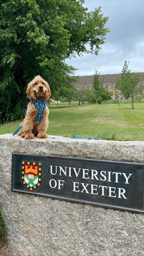 University of Exeter : Admission, Ranking, Acceptance Rate, Courses & Fees