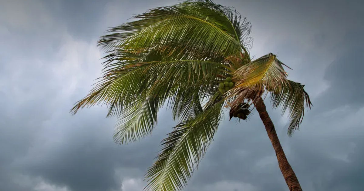 Cyclone Alfred: Emergency Contacts & Critical Updates for QLD & NSW ...