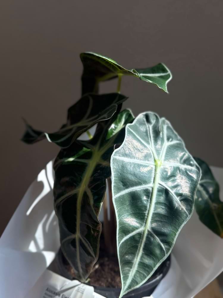 Alocasia Polly African Mask Plant | Indoor Plant