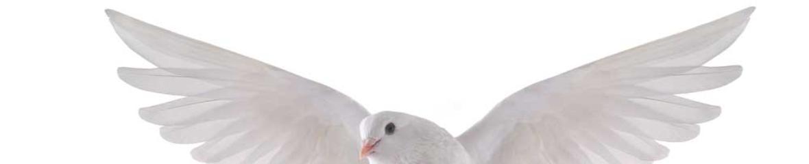 VANO 3000 Beats: Buy Beats by VANO 3000 Producer Online | TRAKTRAIN