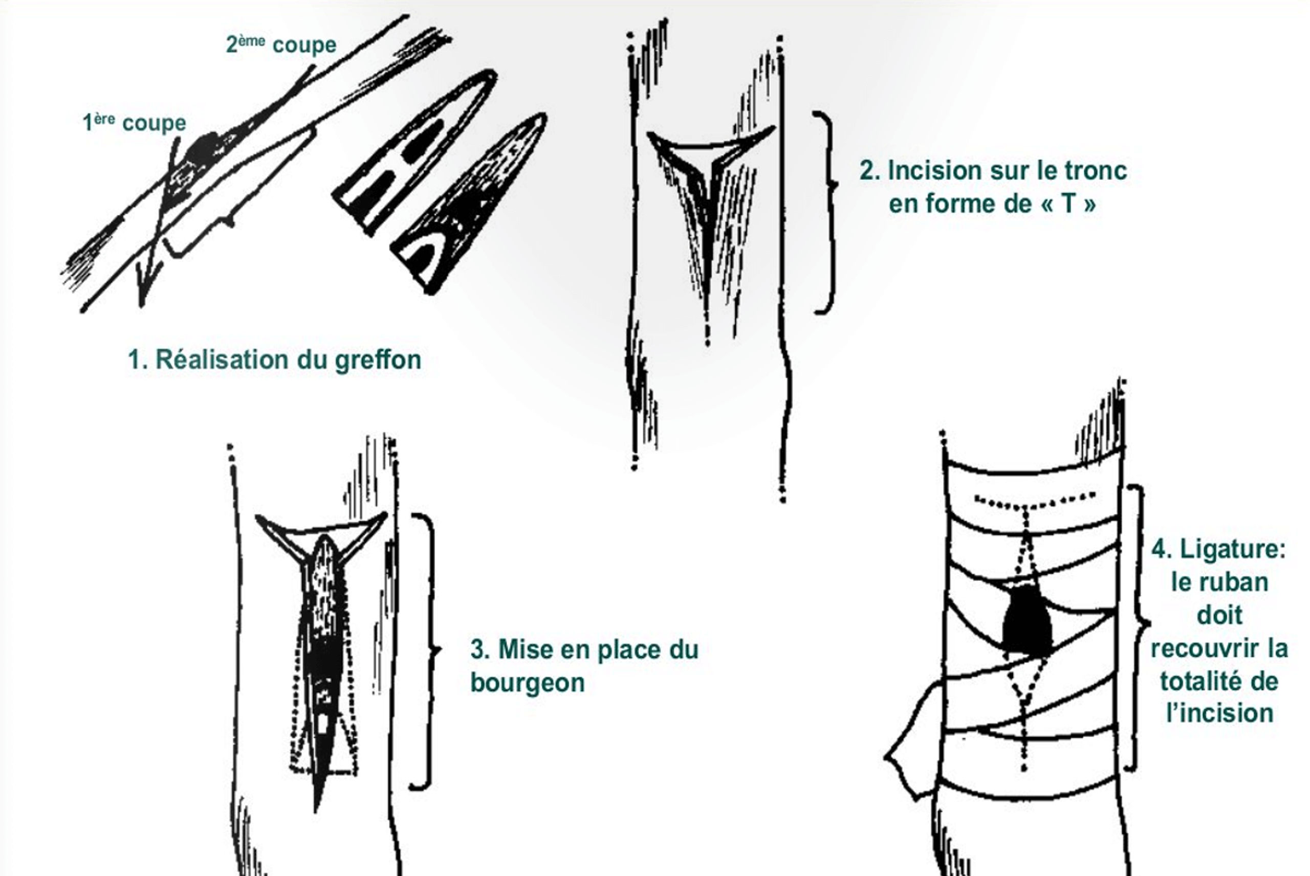 Surgreffage et greffage sur place : méthodes et avantages - Vignerons ...