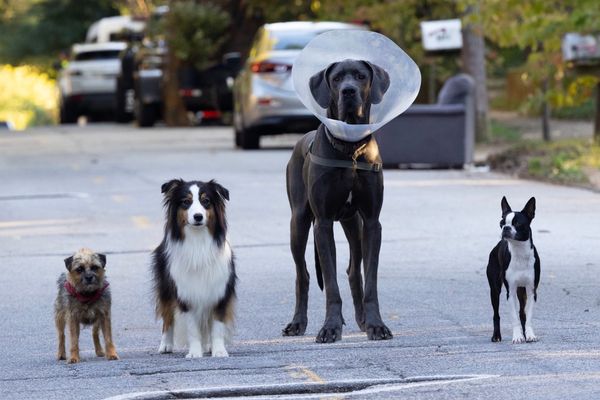 Strays Voice Cast: Meet the Actors and Characters