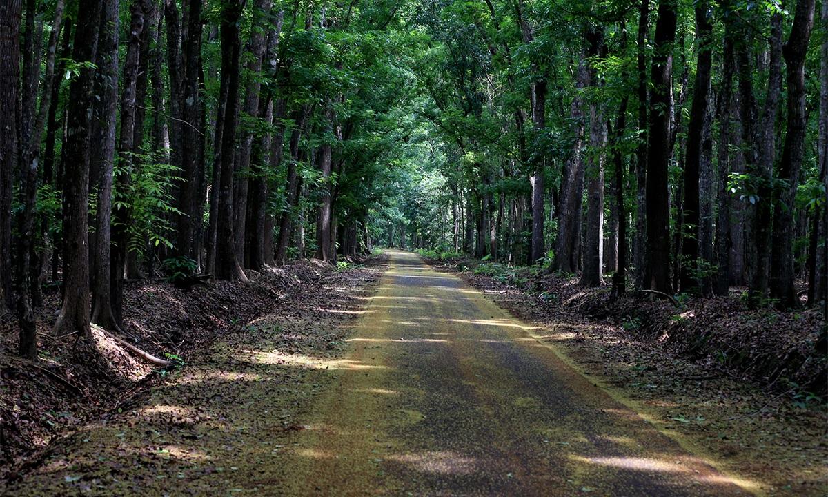 Alas Purwo National Park: Exploring Java’s Hidden Eden