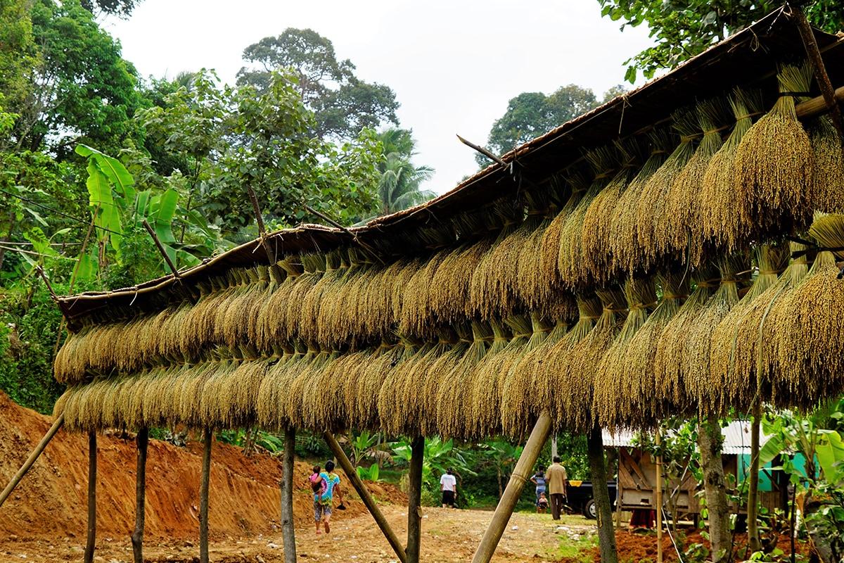 Living Legends: Baduy's Sustainable Lifestyle and Ancient Beliefs