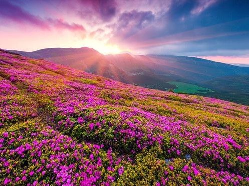 Step by Step Guide to Valley of Flowers Trek from Govindghat to Ghangaria