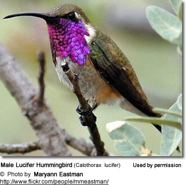 Lucifer Hummingbirds | Beauty of Birds